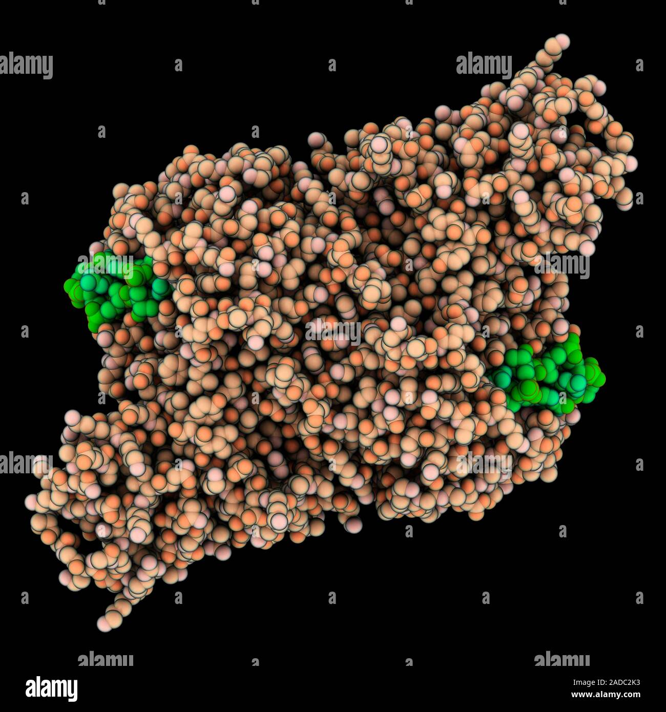 Telomere DNA (deoxyribonucleic acid) complex. Computer model showing ...