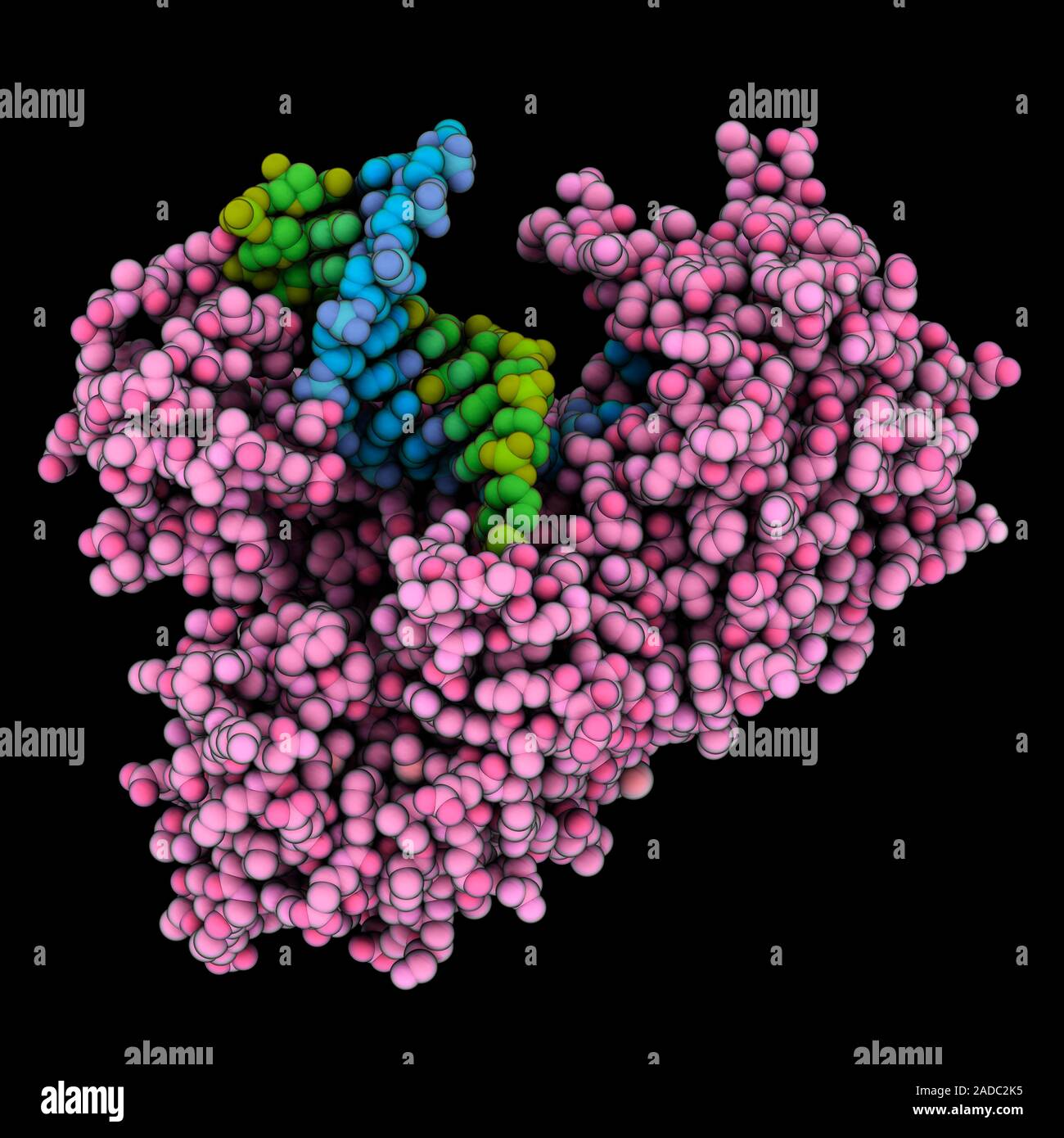 DNA (deoxyribonucleic acid) polymerase I DNA complex. Computer model ...