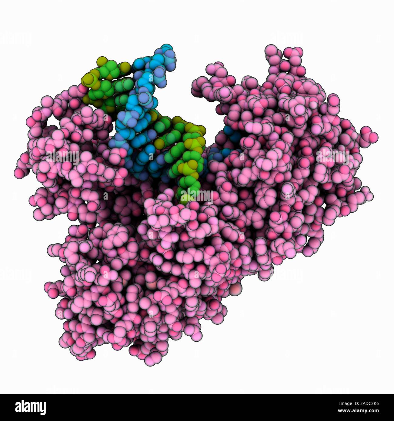 DNA (deoxyribonucleic acid) polymerase I DNA complex. Computer model showing the structure of ...