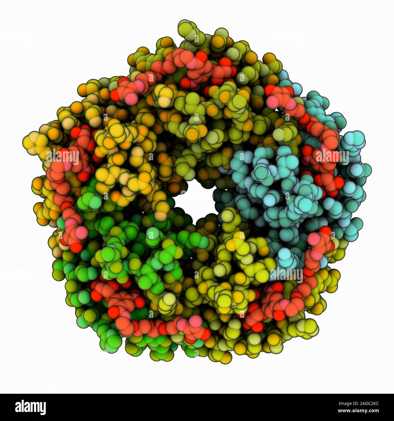 Cholera toxin B pentamer complex. Computer model showing the pentameric ...