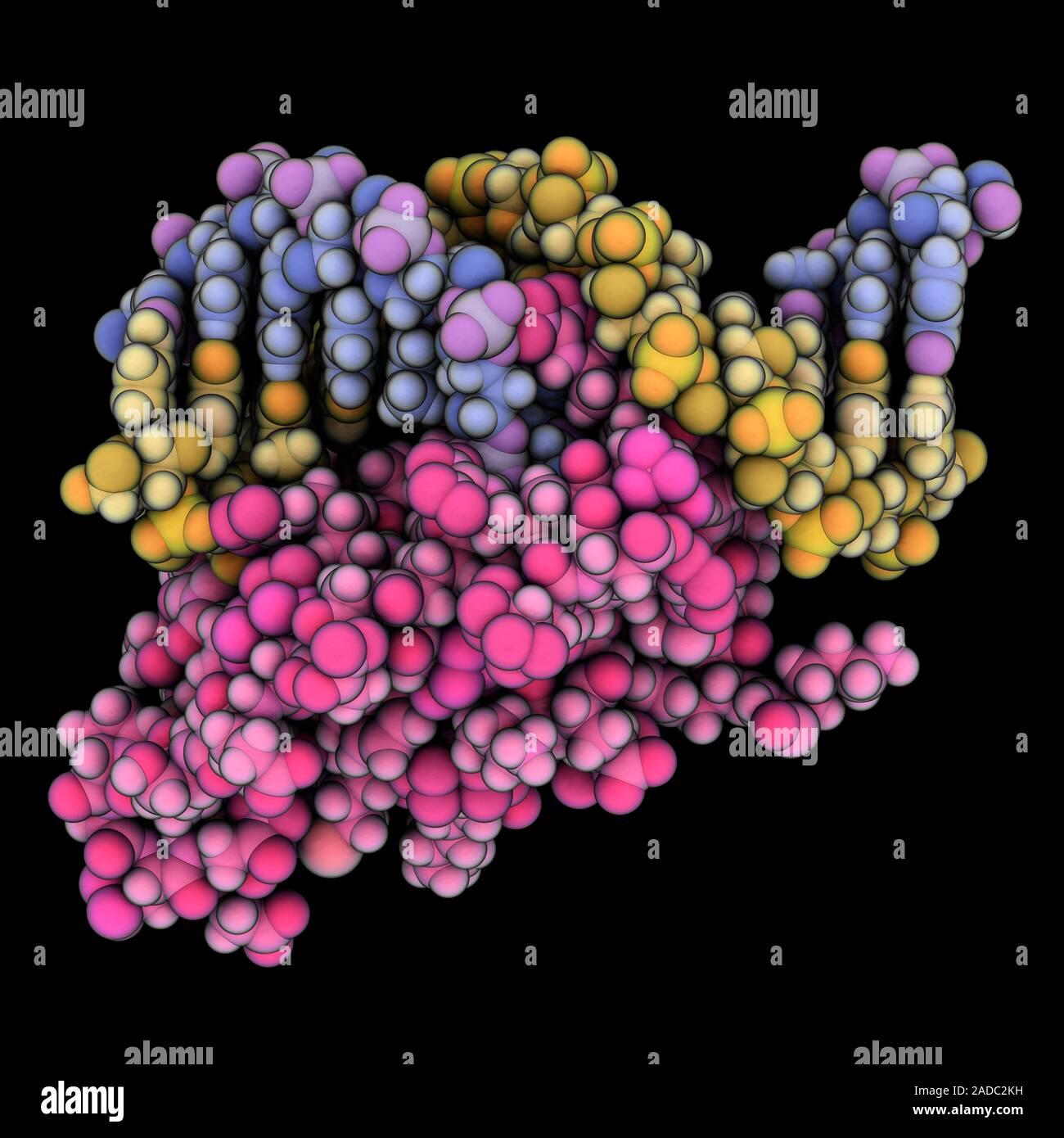 Human Oestrogen Related Receptor 2 Eer2 Complexed With Synthetic Dna