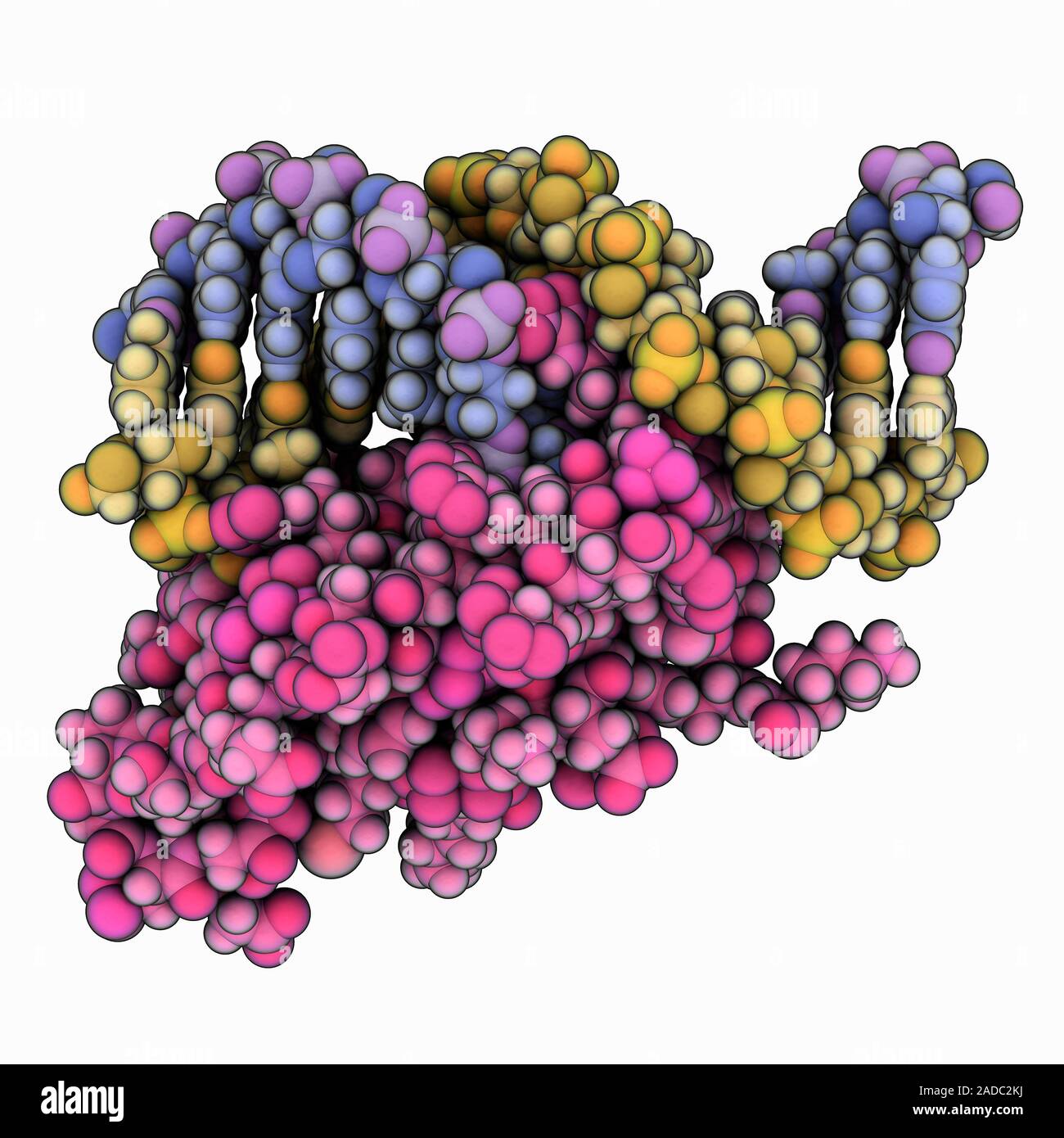 Human oestrogen related receptor 2 (EER2) complexed with synthetic DNA ...