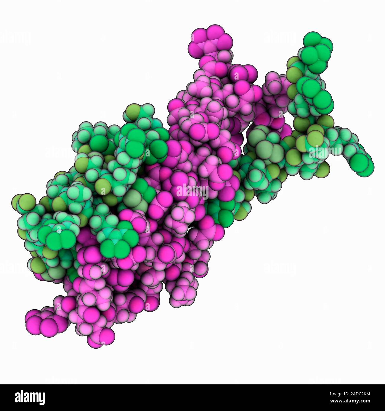 Bacterial Chromatin Structuring Protein H Ns Computer Model Showing