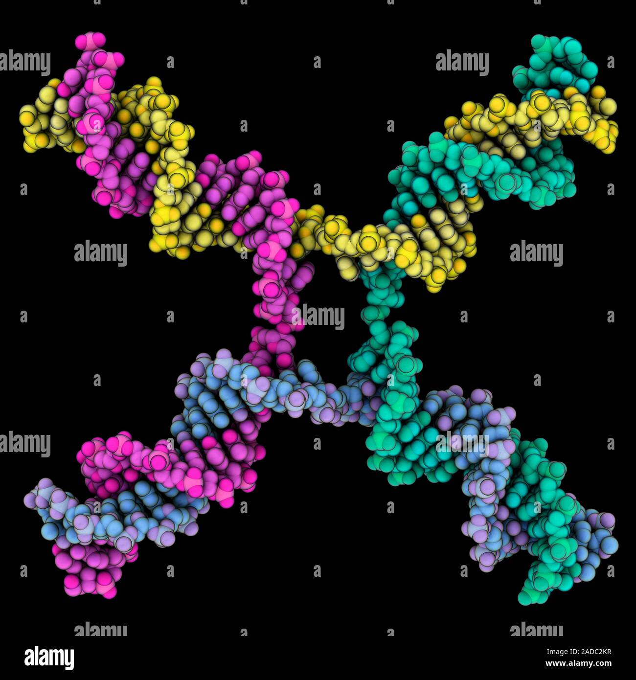 DNA (deoxyribonucleic acid) Holliday junction. Computer model showing ... DNA (deoxyribonucleic acid) Holliday junction. Computer model showing ...