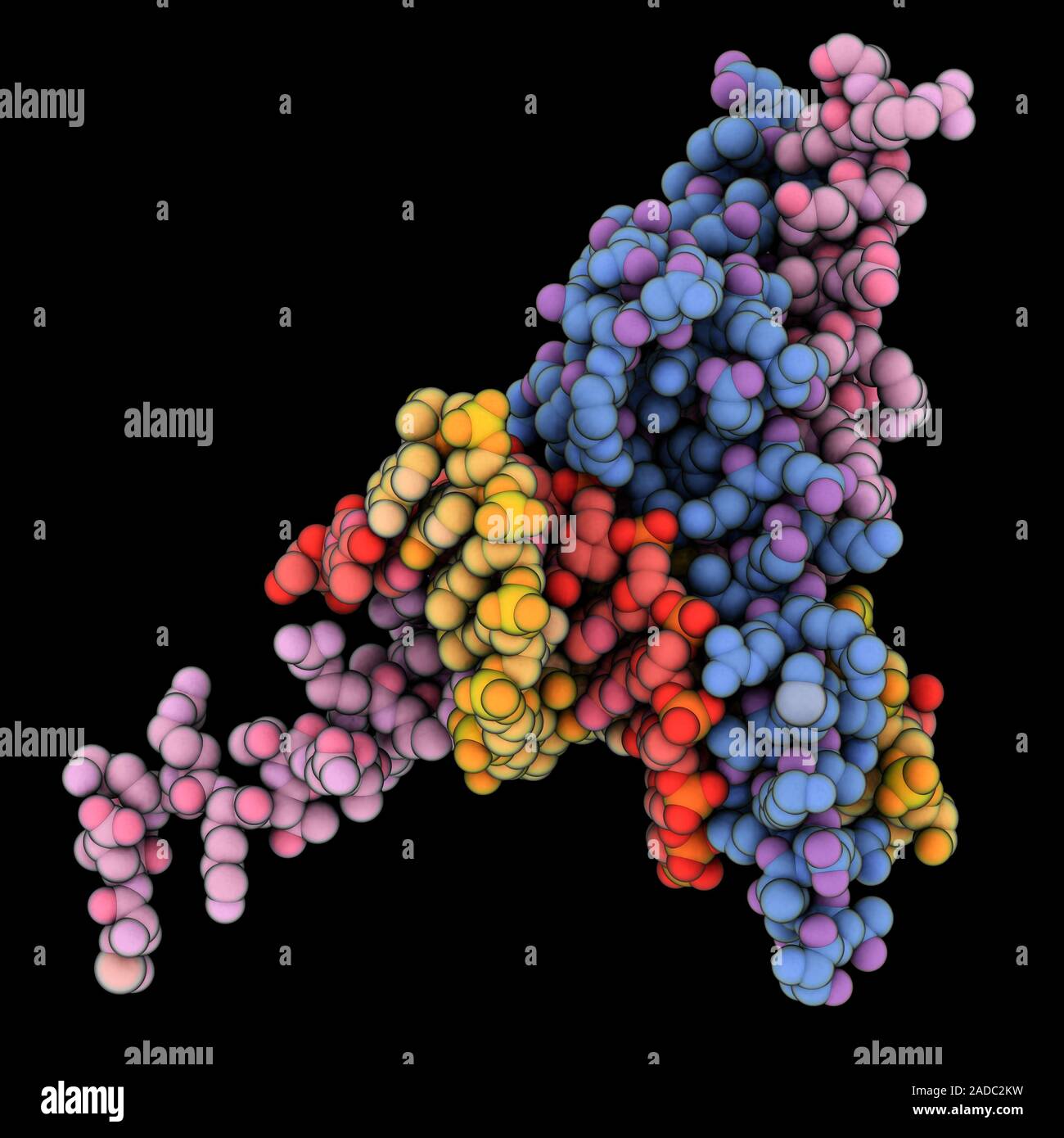 MyoD bHLH (basic-helix-loop-helix) domain complexed with DNA ...