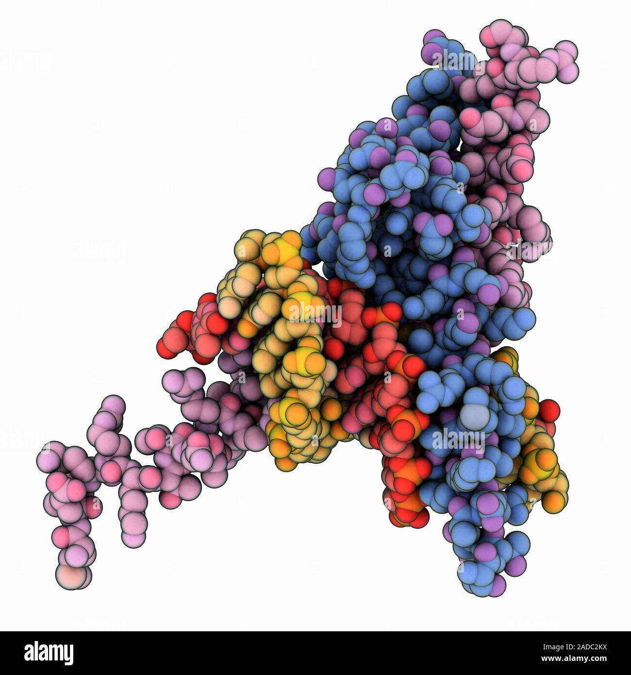 MyoD bHLH (basic-helix-loop-helix) domain complexed with DNA ...