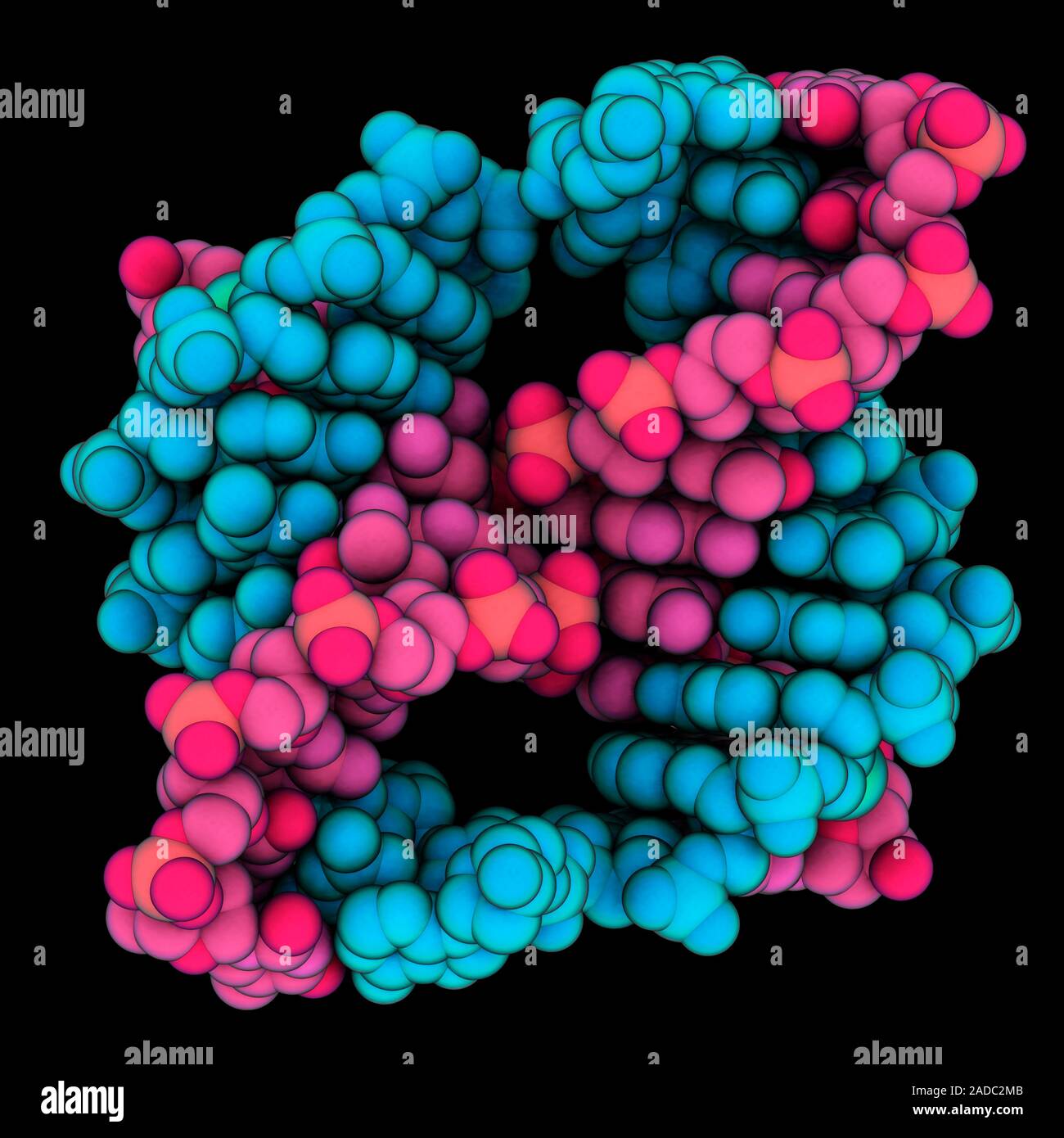 DNA (deoxyribonucleic acid) Holliday junction. Computer model showing ...
