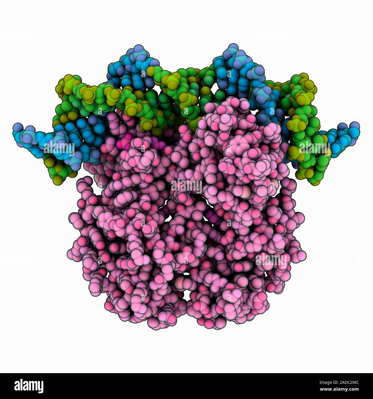 Catabolite activator protein (CAP) complexed with DNA (deoxyribonucleic ...