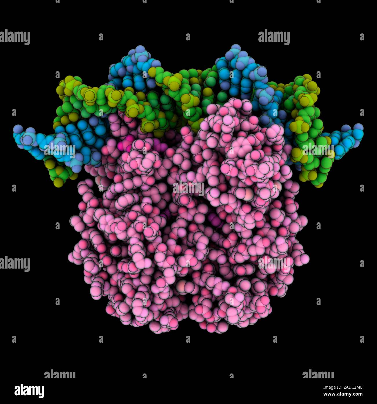 Catabolite activator protein (CAP) complexed with DNA (deoxyribonucleic ...