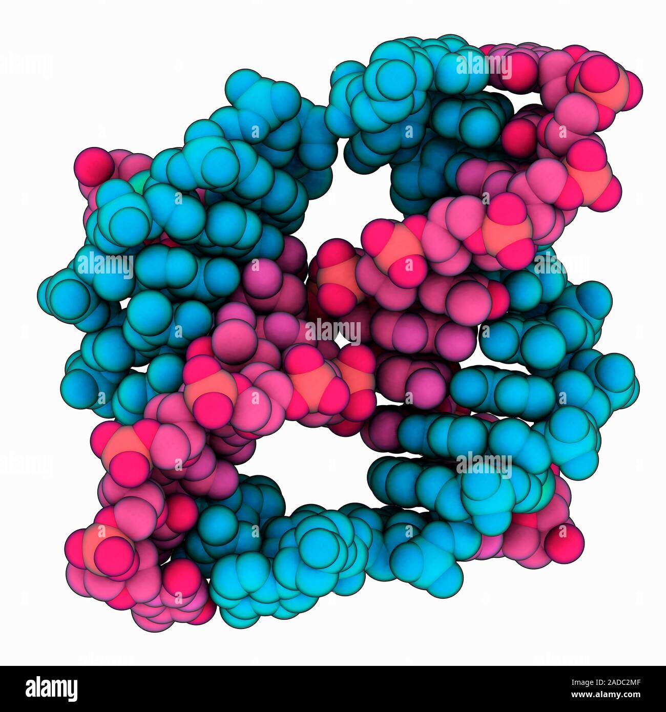 DNA (deoxyribonucleic acid) Holliday junction. Computer model showing ...