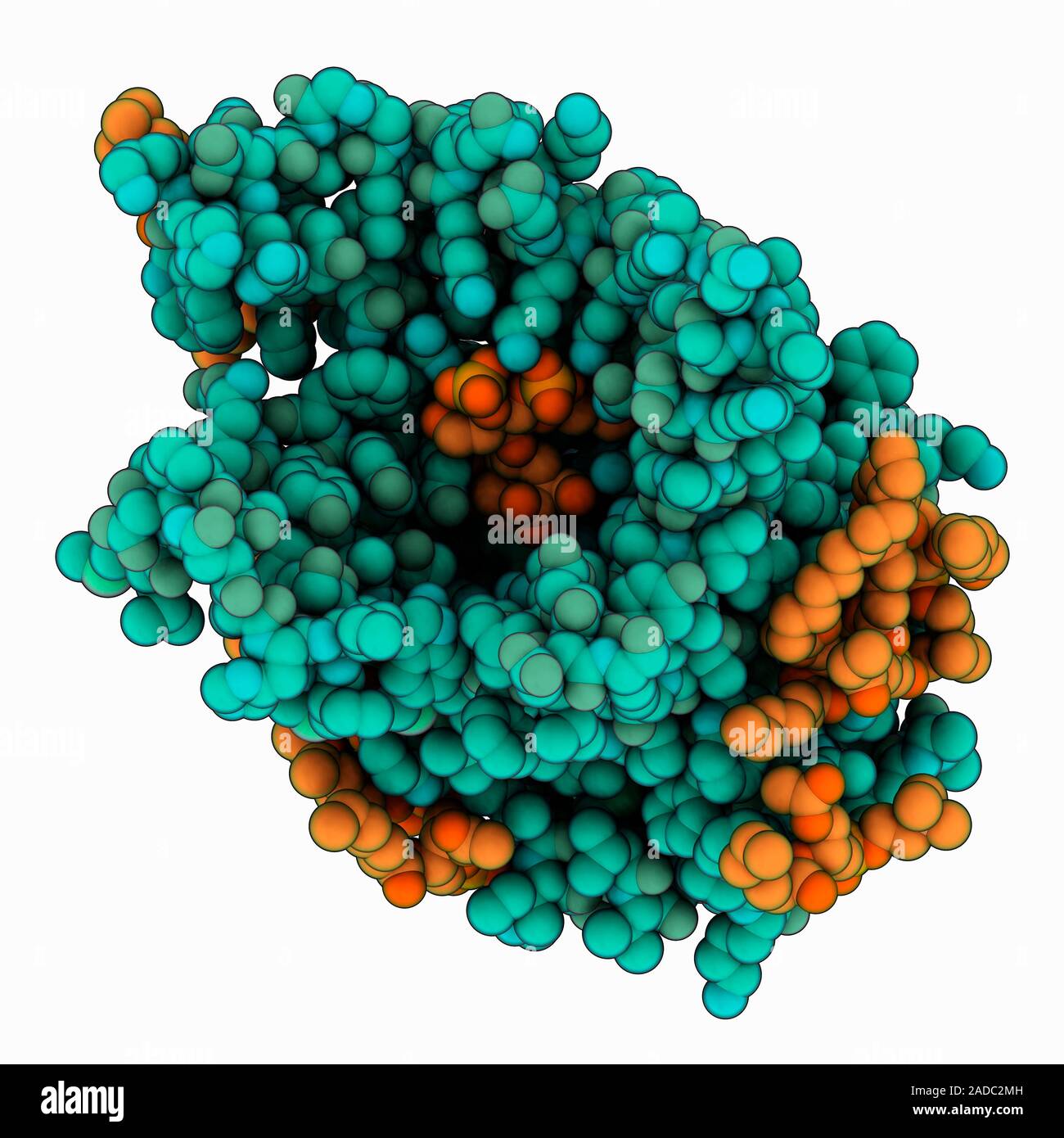 Mitochondrial ADP-ATP-carrier complex. Computer model showing a bovine ...