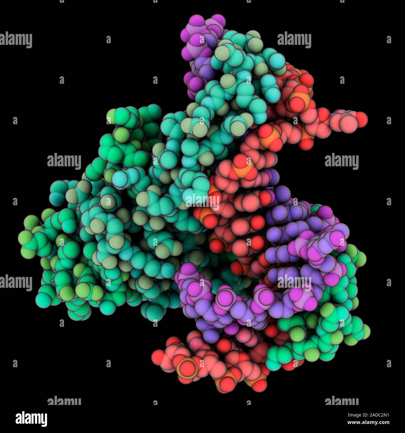 Small bacterial protein HU complexed with DNA (deoxyribonucleic acid ...