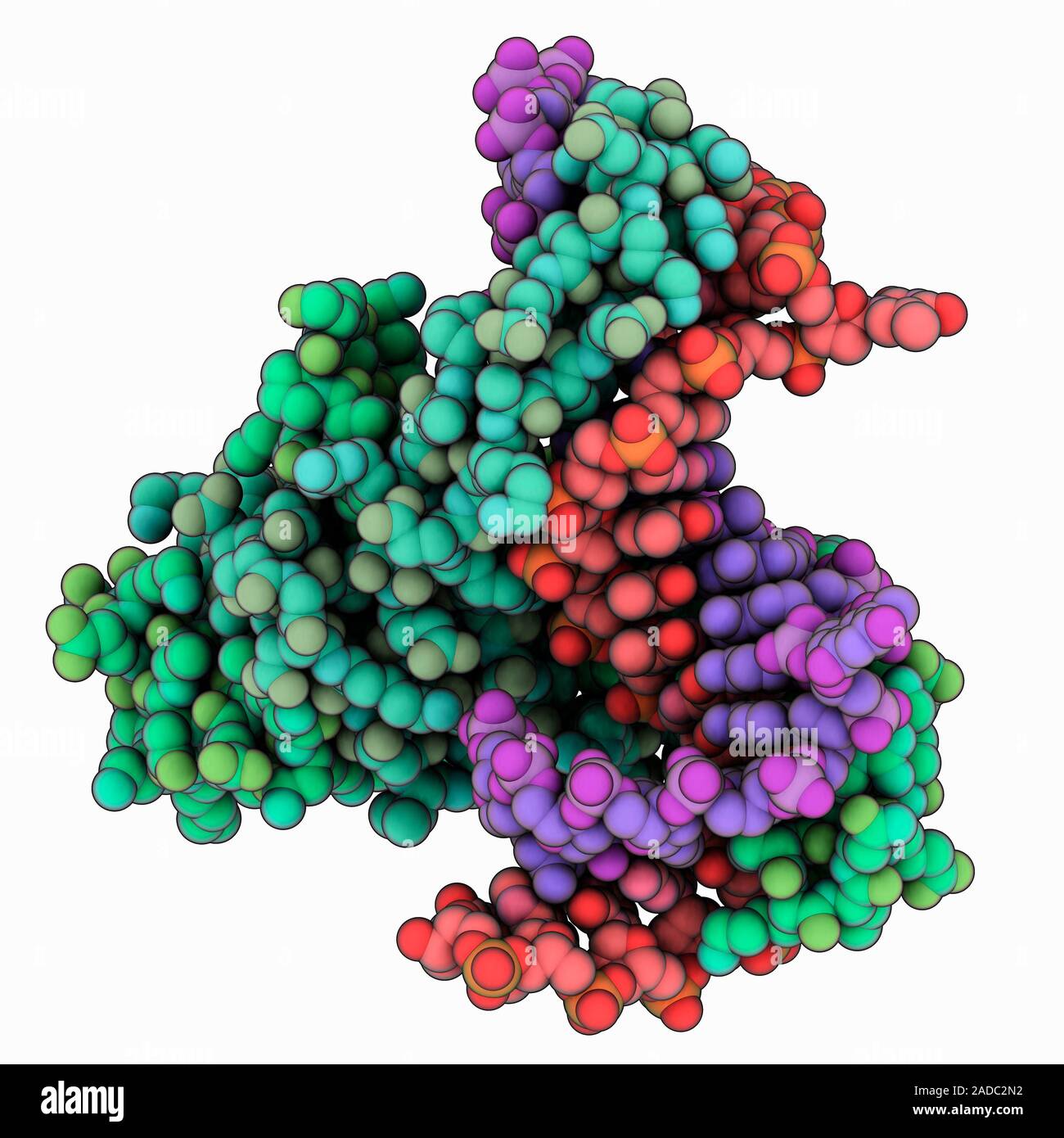Small bacterial protein HU complexed with DNA (deoxyribonucleic acid ...