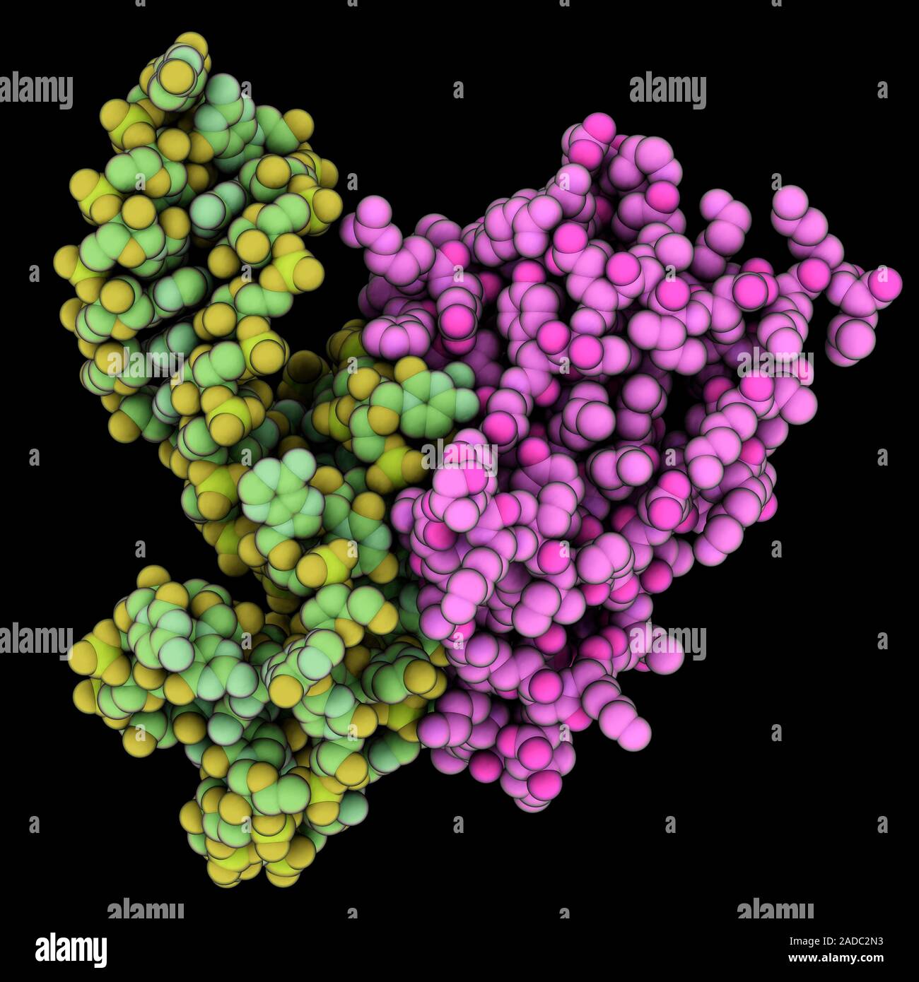Transfer-messenger RNA (ribonucleic acid) complexed with SmpB. Computer ...