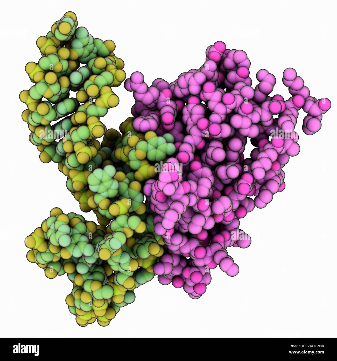 Transfer-messenger RNA (ribonucleic acid) complexed with SmpB. Computer ...