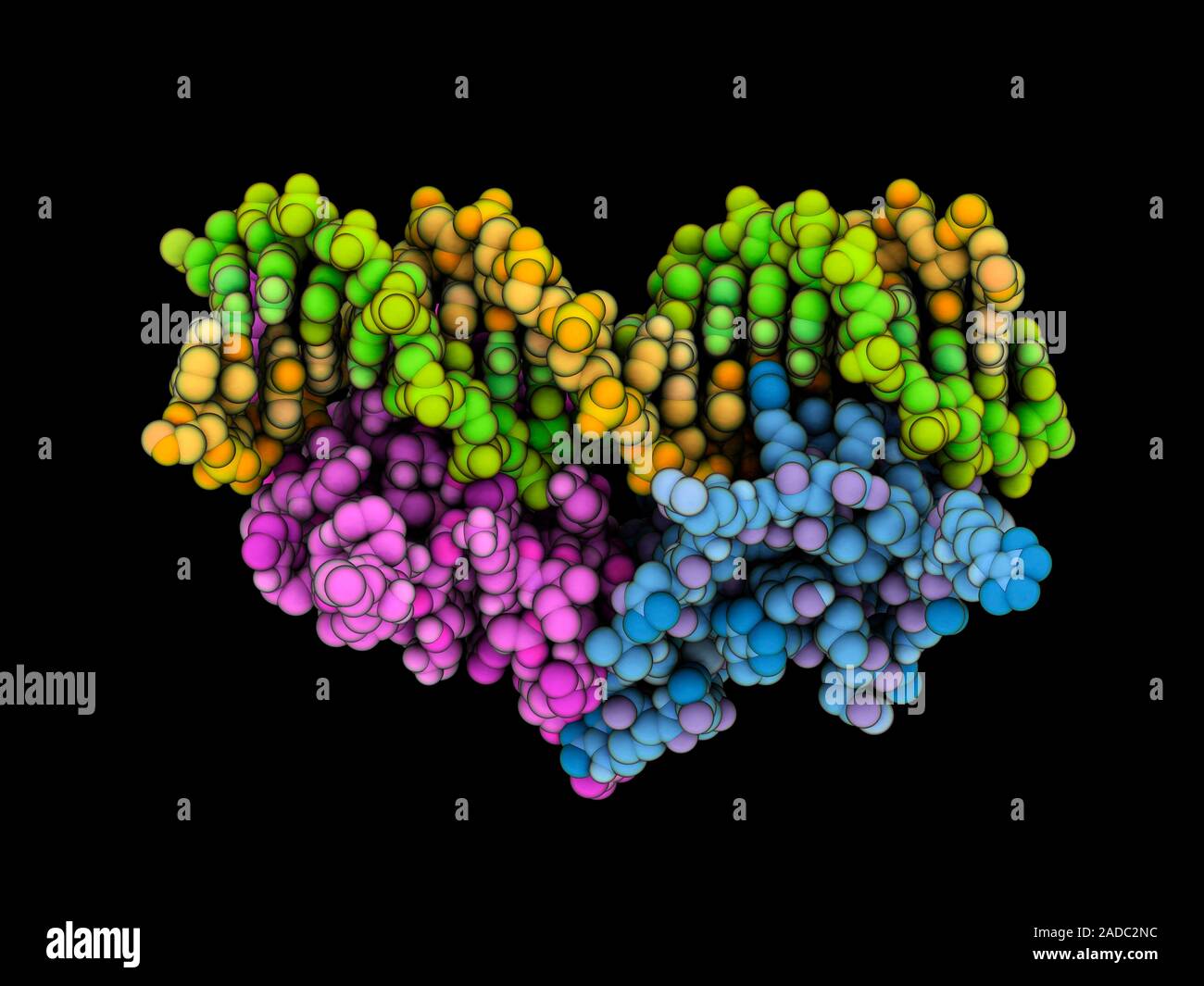 Glucocorticoid receptor complexed with DNA (deoxyribonucleic acid ...