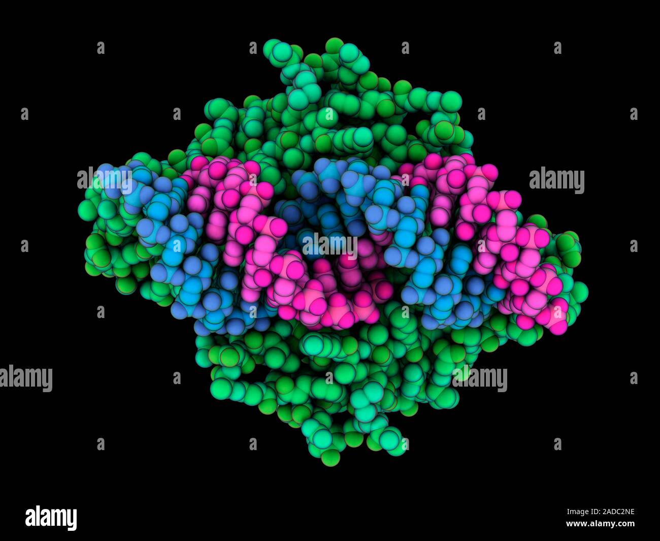 Viral core protein P19 complexed with small interfering RNA (siRNA ...