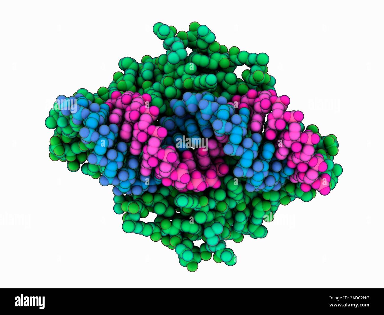 Viral core protein P19 complexed with small interfering RNA (siRNA ...