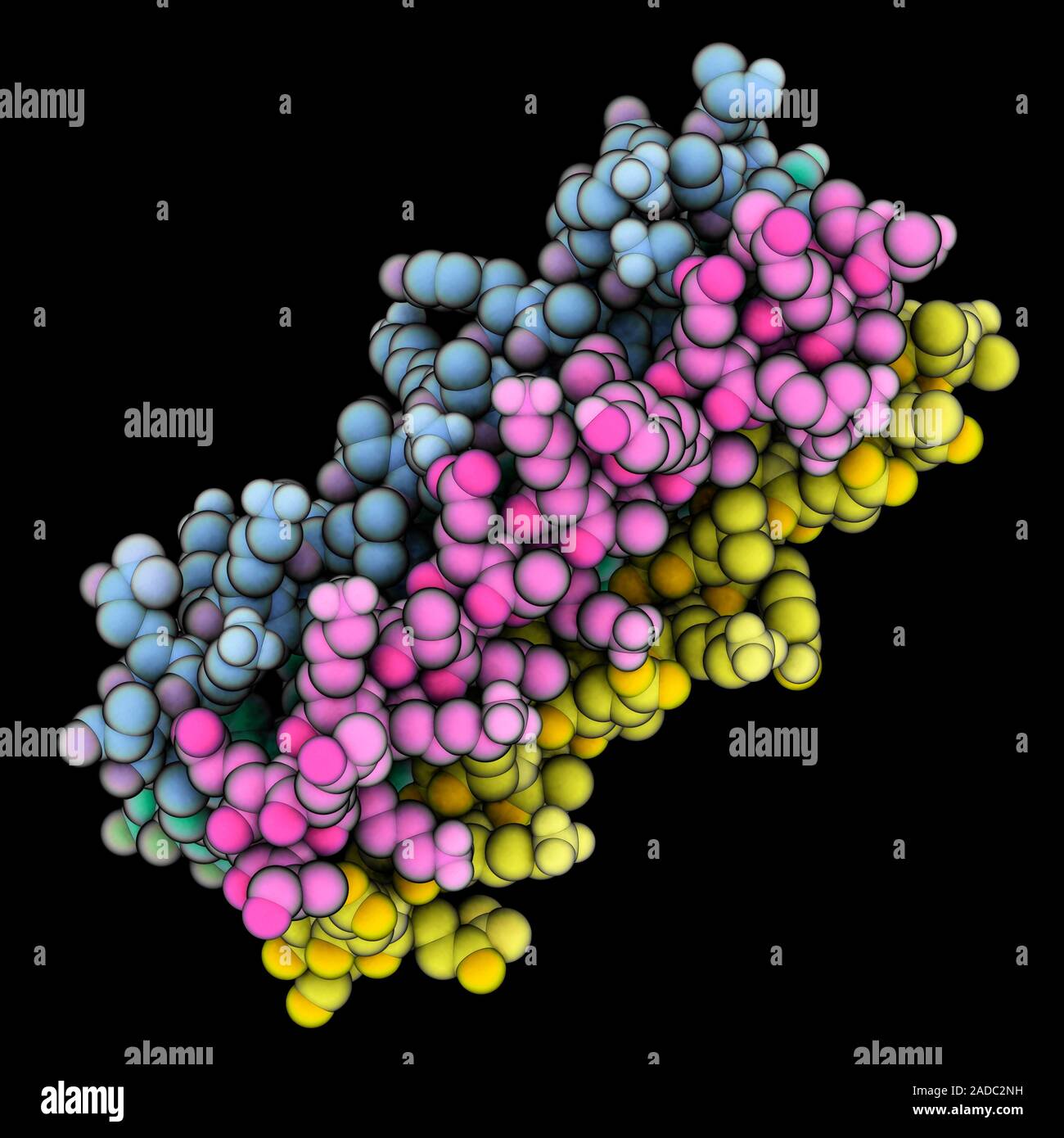 Designer protein RH4 molecule. Computer model showing an engineered ...