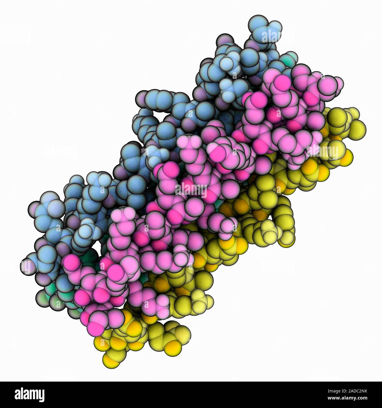 Designer protein RH4 molecule. Computer model showing an engineered ...