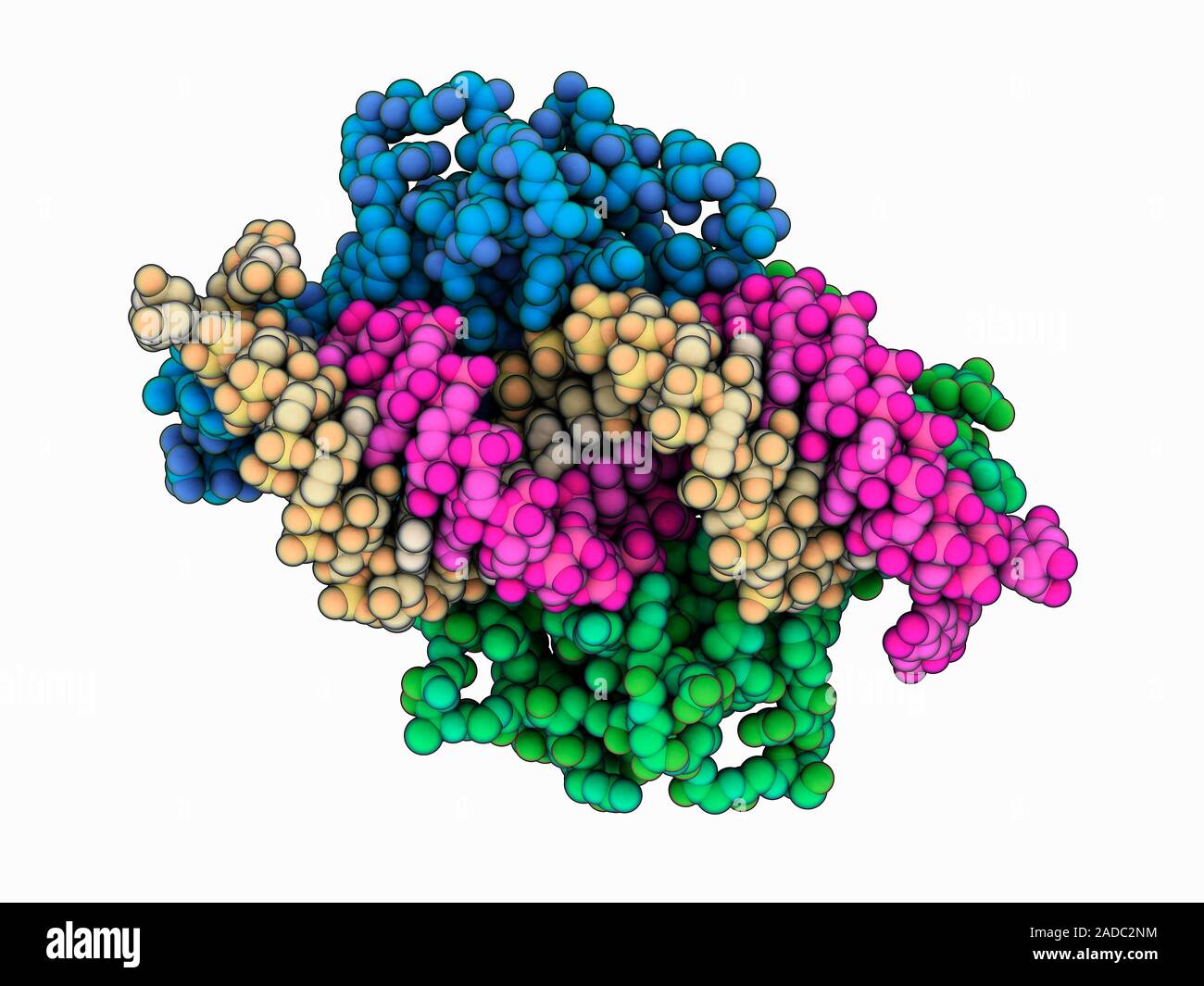 Viral core protein P19 complexed with small interfering RNA (siRNA ...