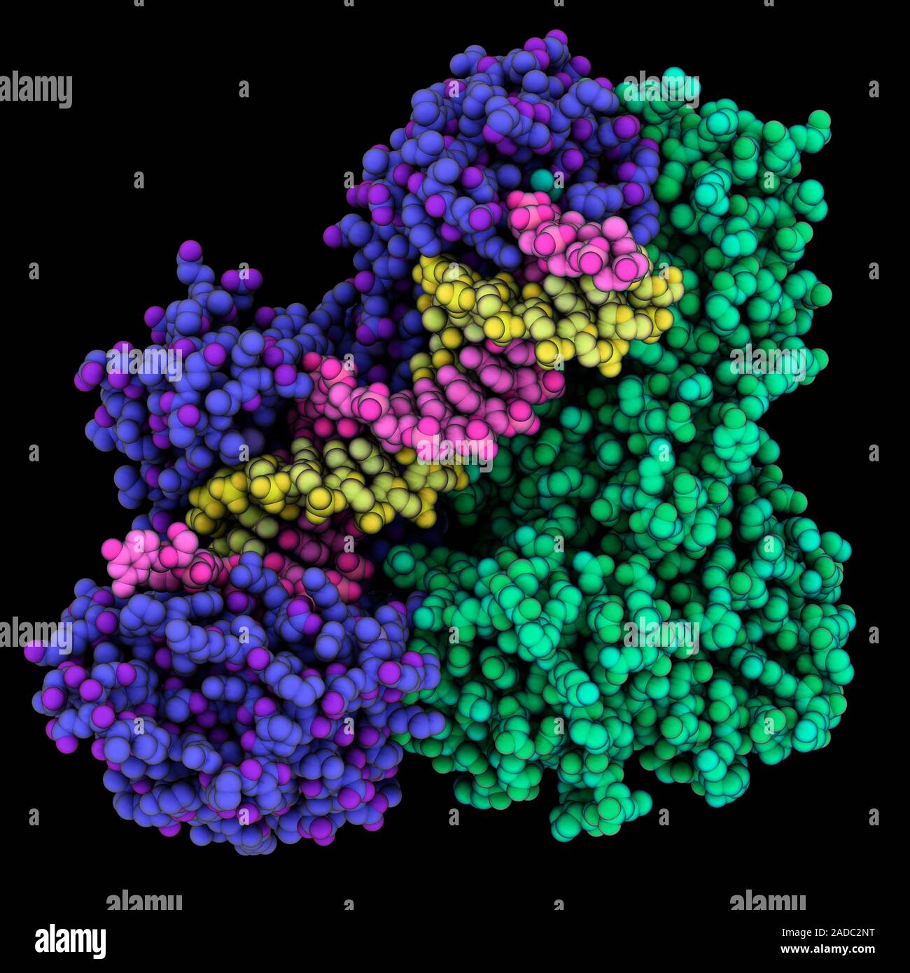 HIV-1 (human immunodeficiency virus-1) reverse transcriptase complexed ...