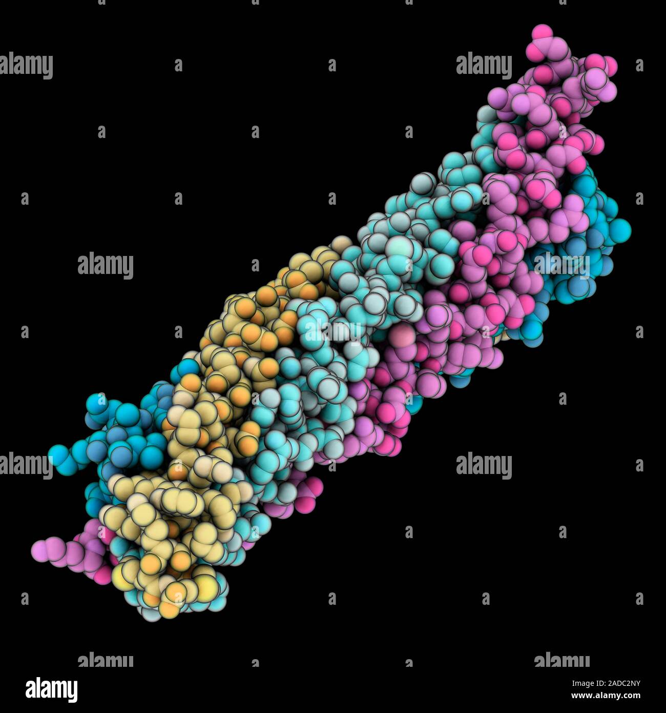 Neuronal synaptic fusion complex. Computer model showing the structure ...