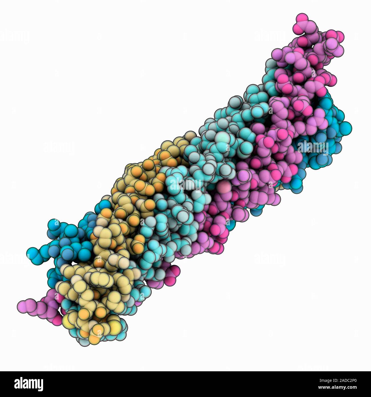 Neuronal synaptic fusion complex. Computer model showing the structure ...