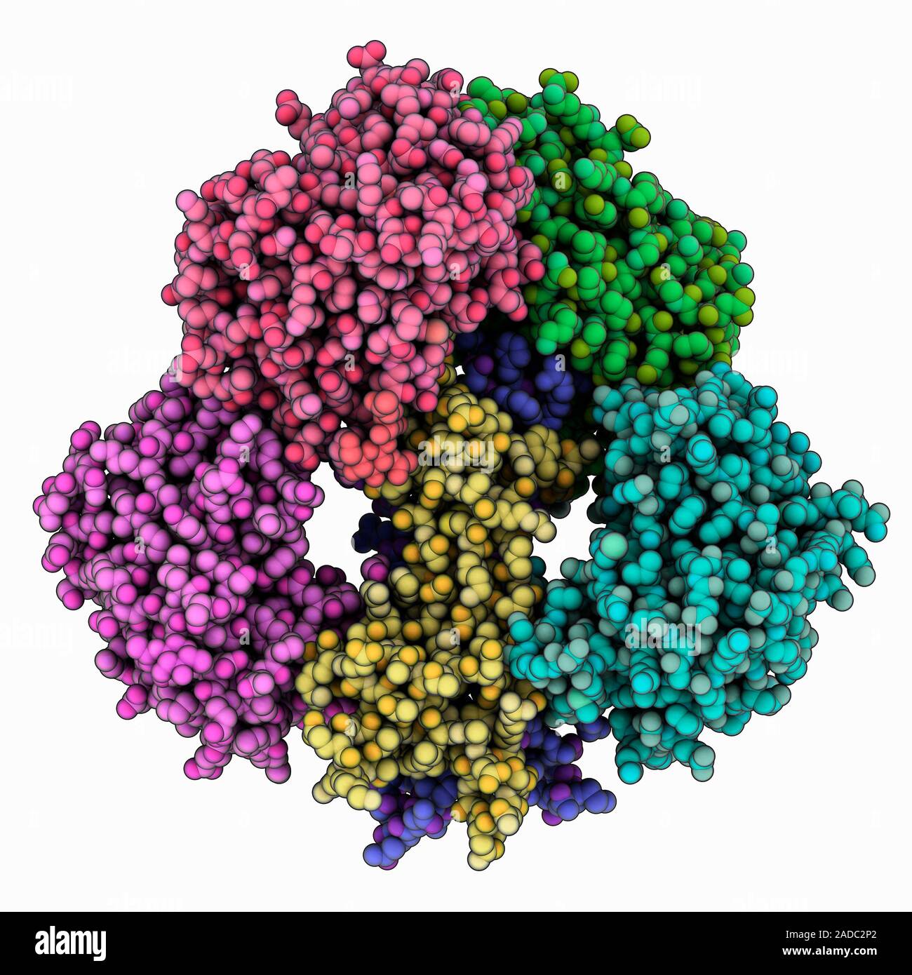 Nerve growth factor complex. Computer model showing the structure of ...