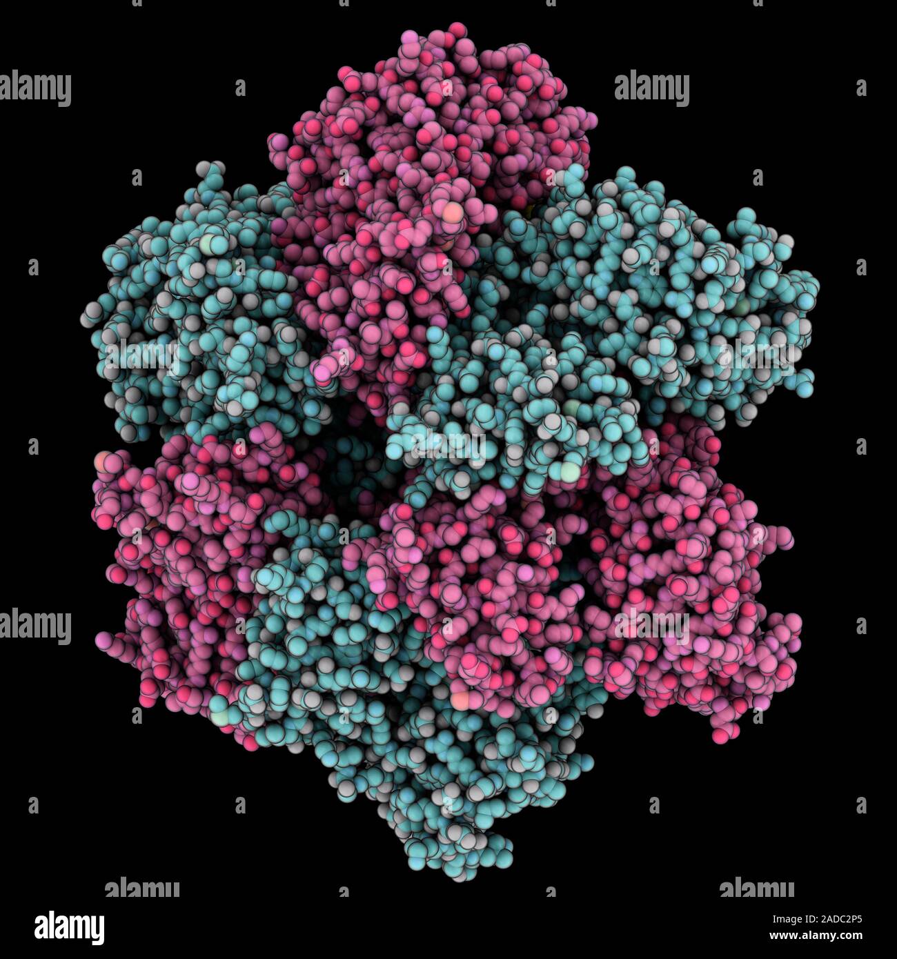Simian virus SV40 large tumour antigen. Computer model showing the ...