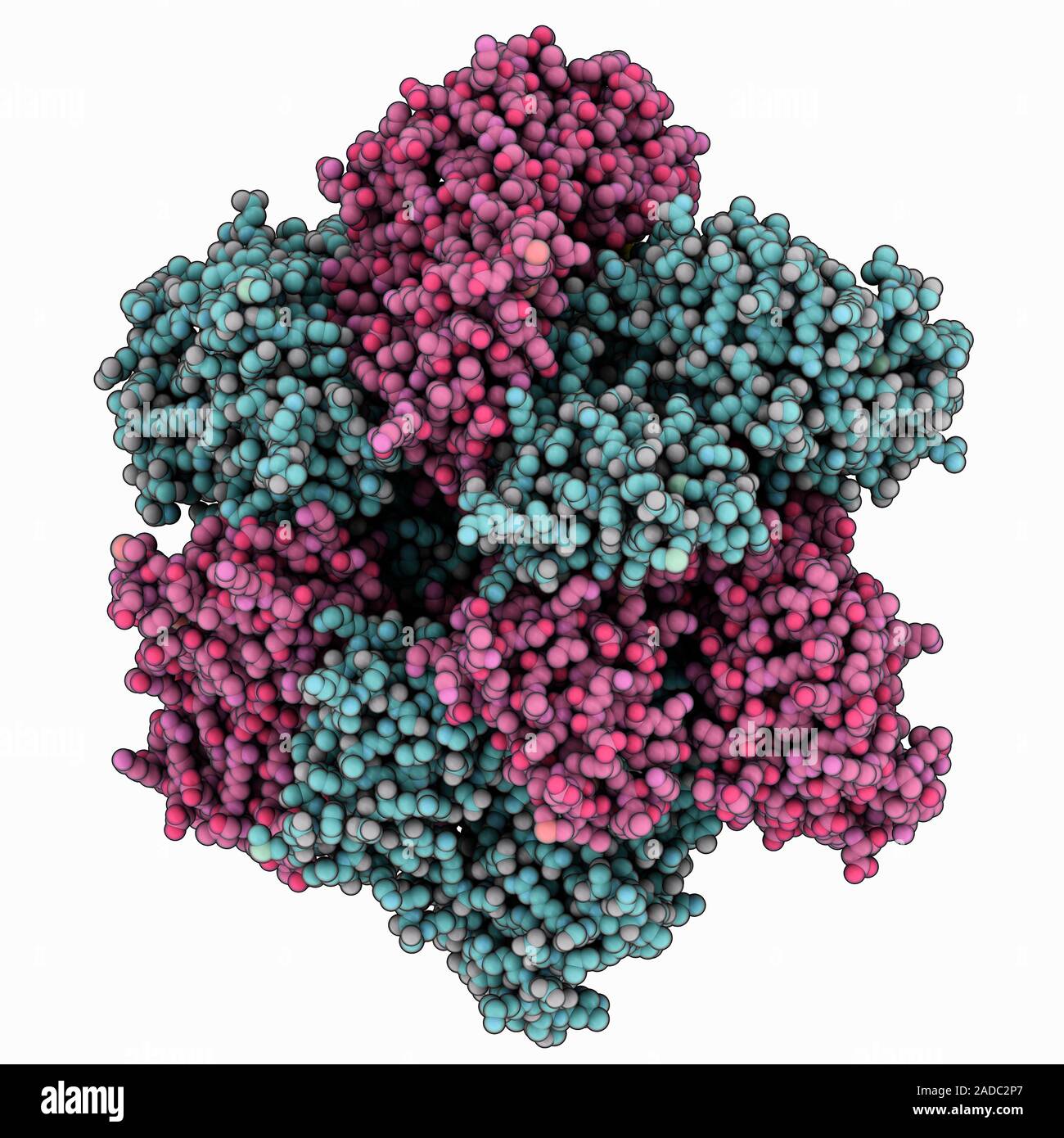 Simian virus SV40 large tumour antigen. Computer model showing the ...
