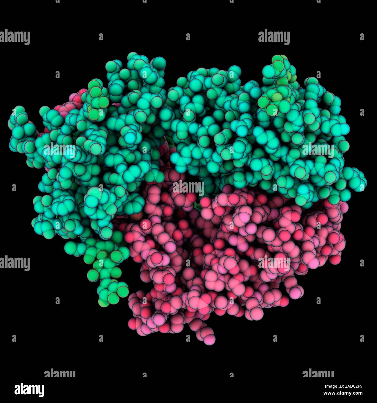 T-cell antigen receptor molecule. Computer model showing the structure ...