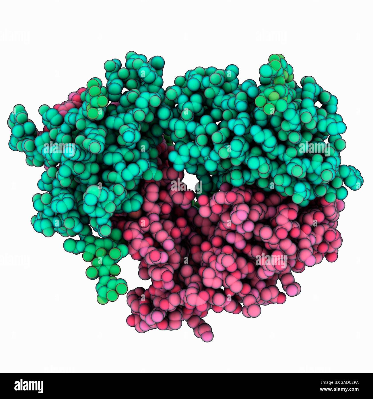 T-cell antigen receptor molecule. Computer model showing the structure ...