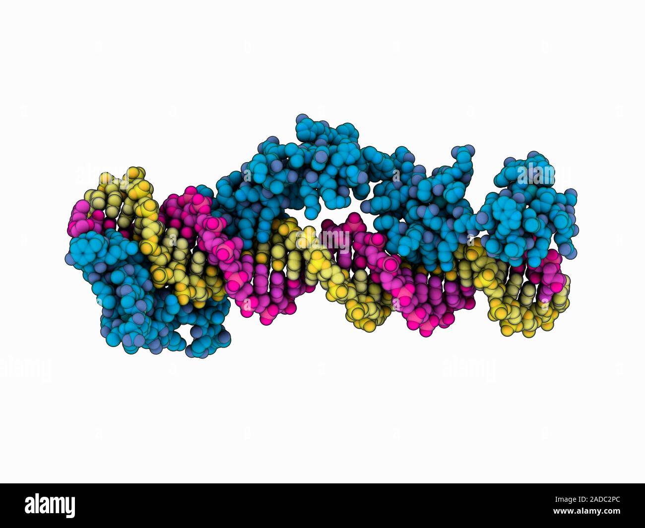 Zinc finger domain complexed with DNA (deoxyribonucleic acid). Computer ...