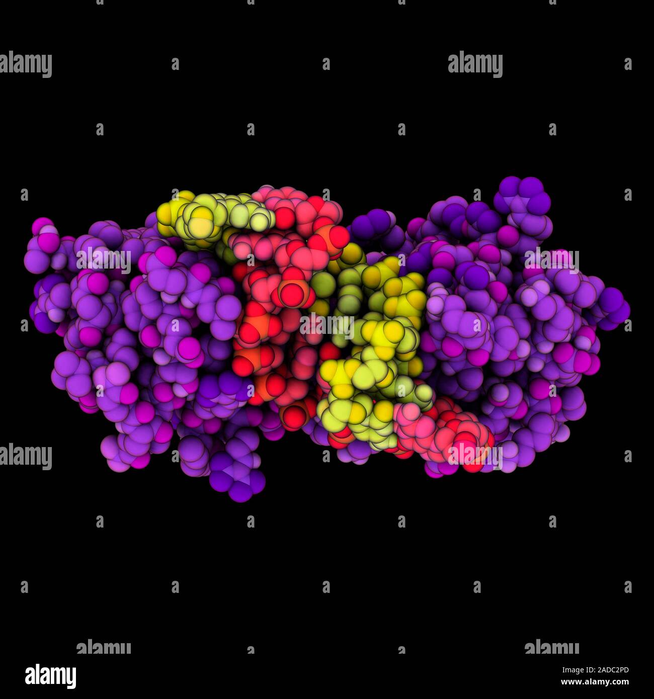 Human TATA binding protein complexed with DNA (deoxyribonucleic acid ...
