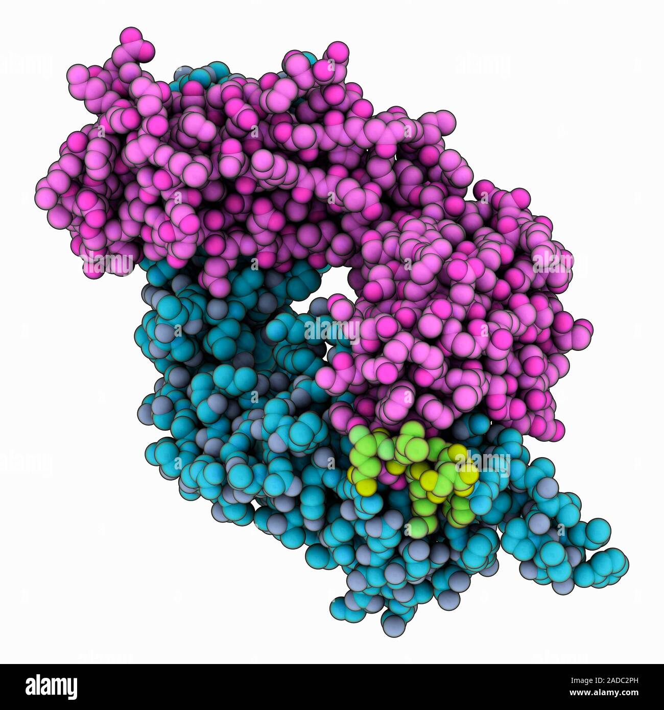HIV-1 (human immunodeficiency virus-1) antibody 2F5 complexed with GP41 ...