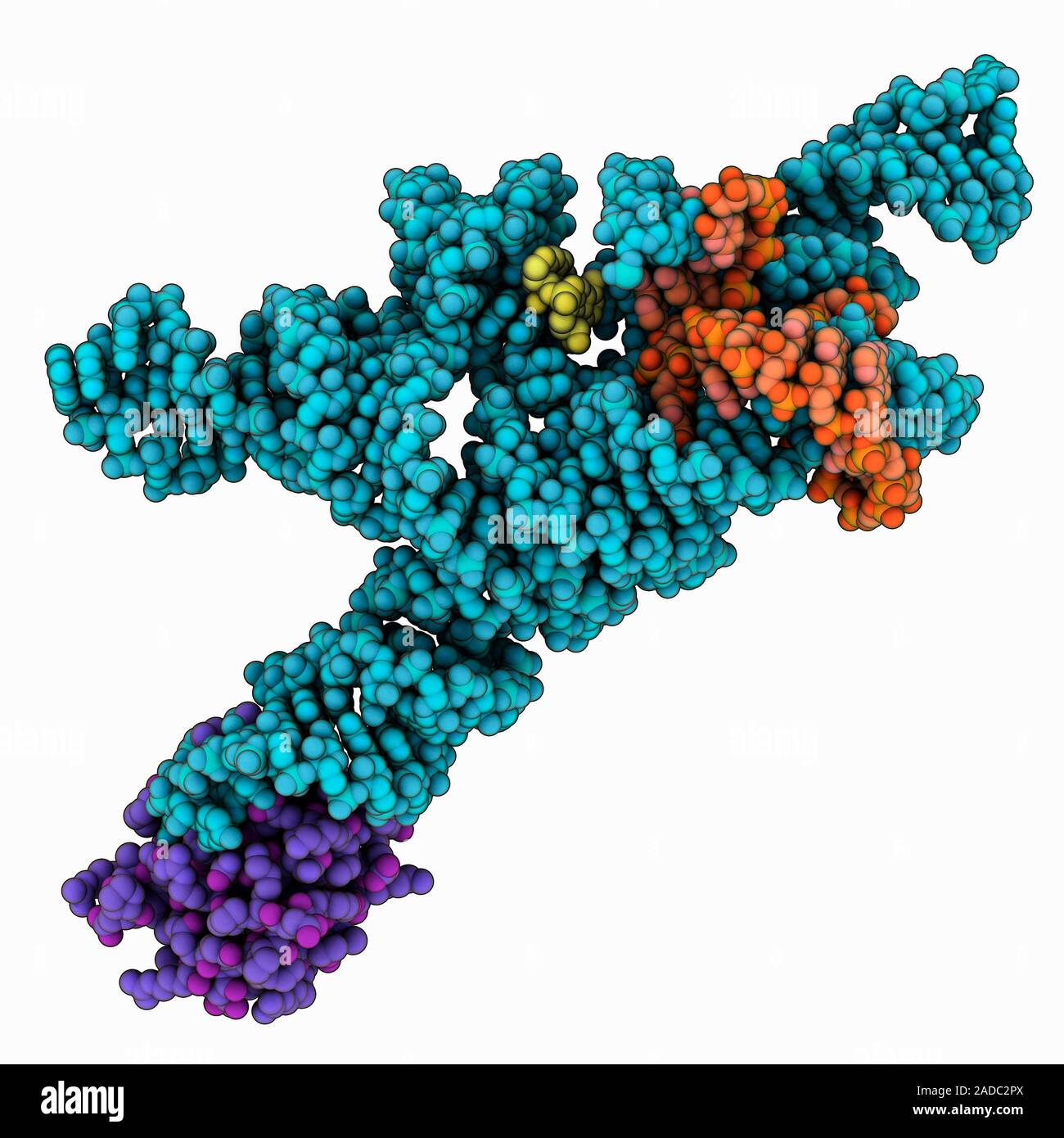Self-splicing group I intron complex. Computer model showing the ...