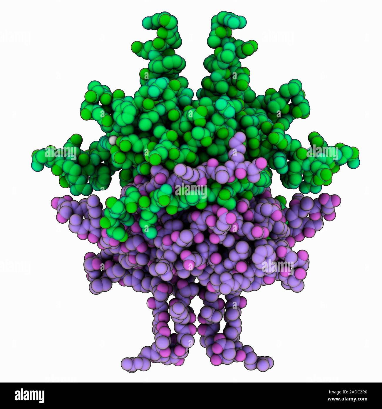 Single Stranded Dna Binding Protein Computer Model Showing The Structure Of A Single Stranded