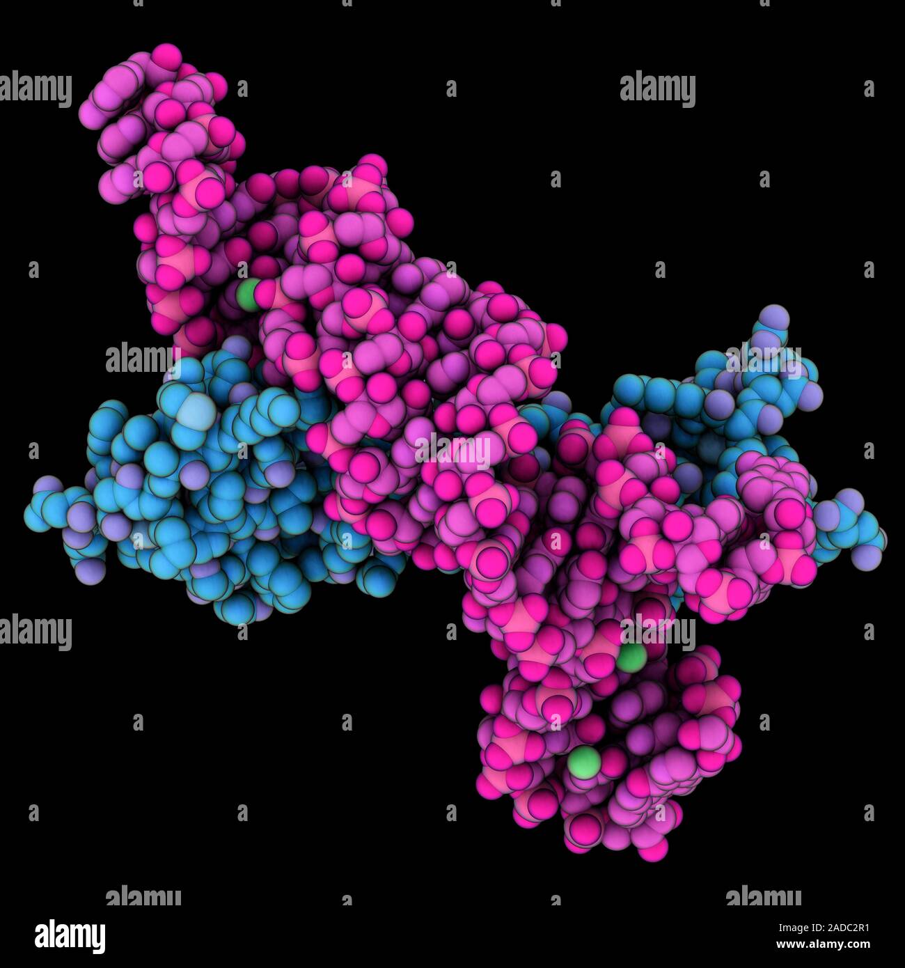 Zinc finger complexed with RNA (ribonucleic acid). Computer model ...