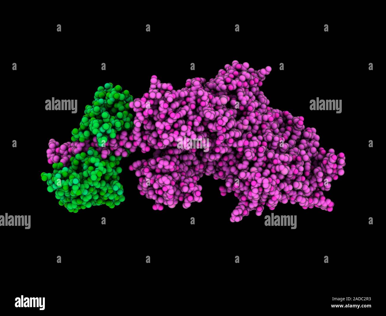 Myosin V motor protein complex. Computer model showing the structure of ...
