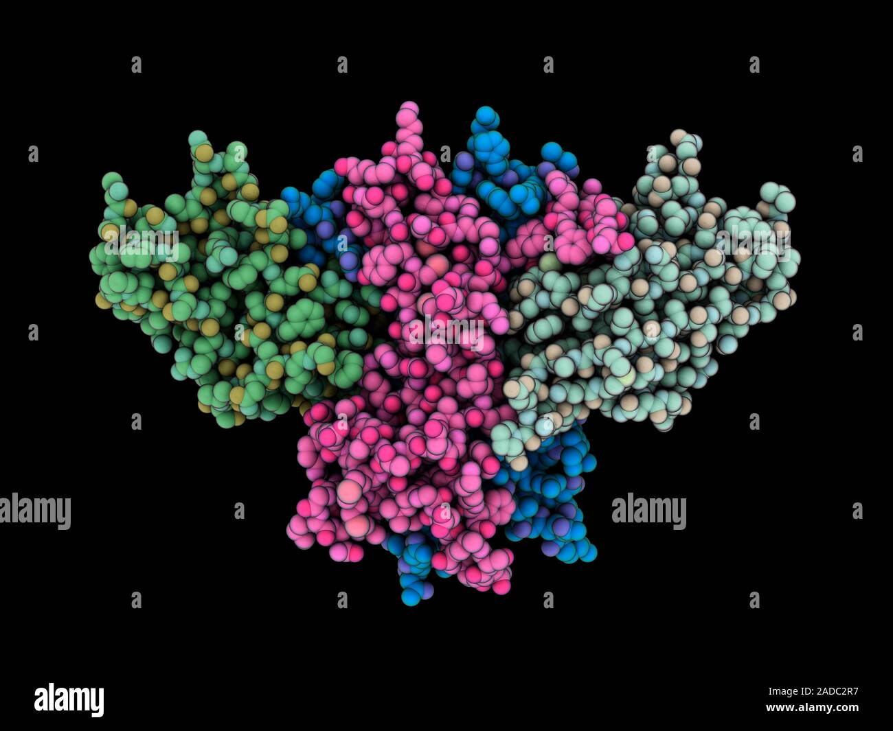 Human nerve growth factor complexed with TrkA receptor. Computer model ...