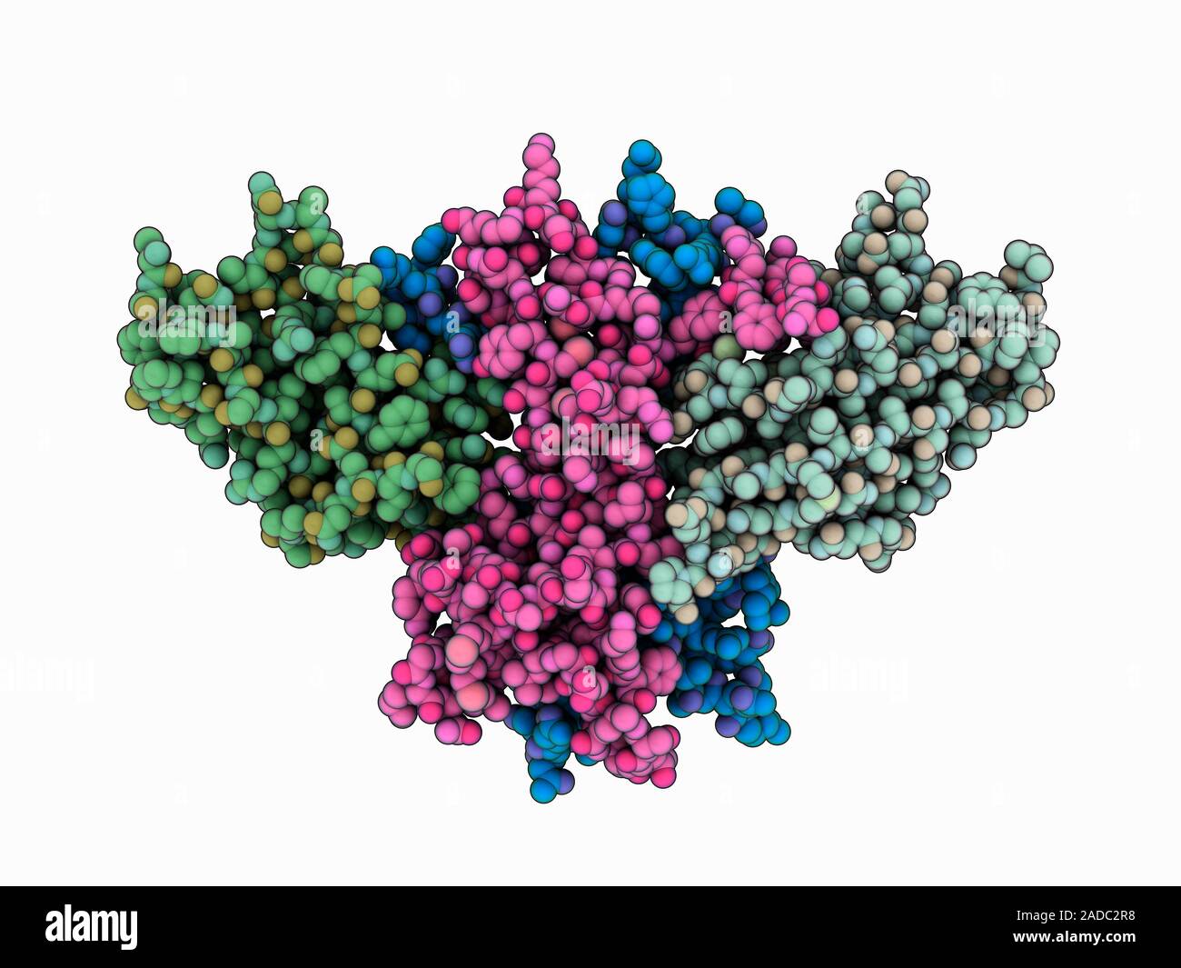 Human nerve growth factor complexed with TrkA receptor. Computer model ...