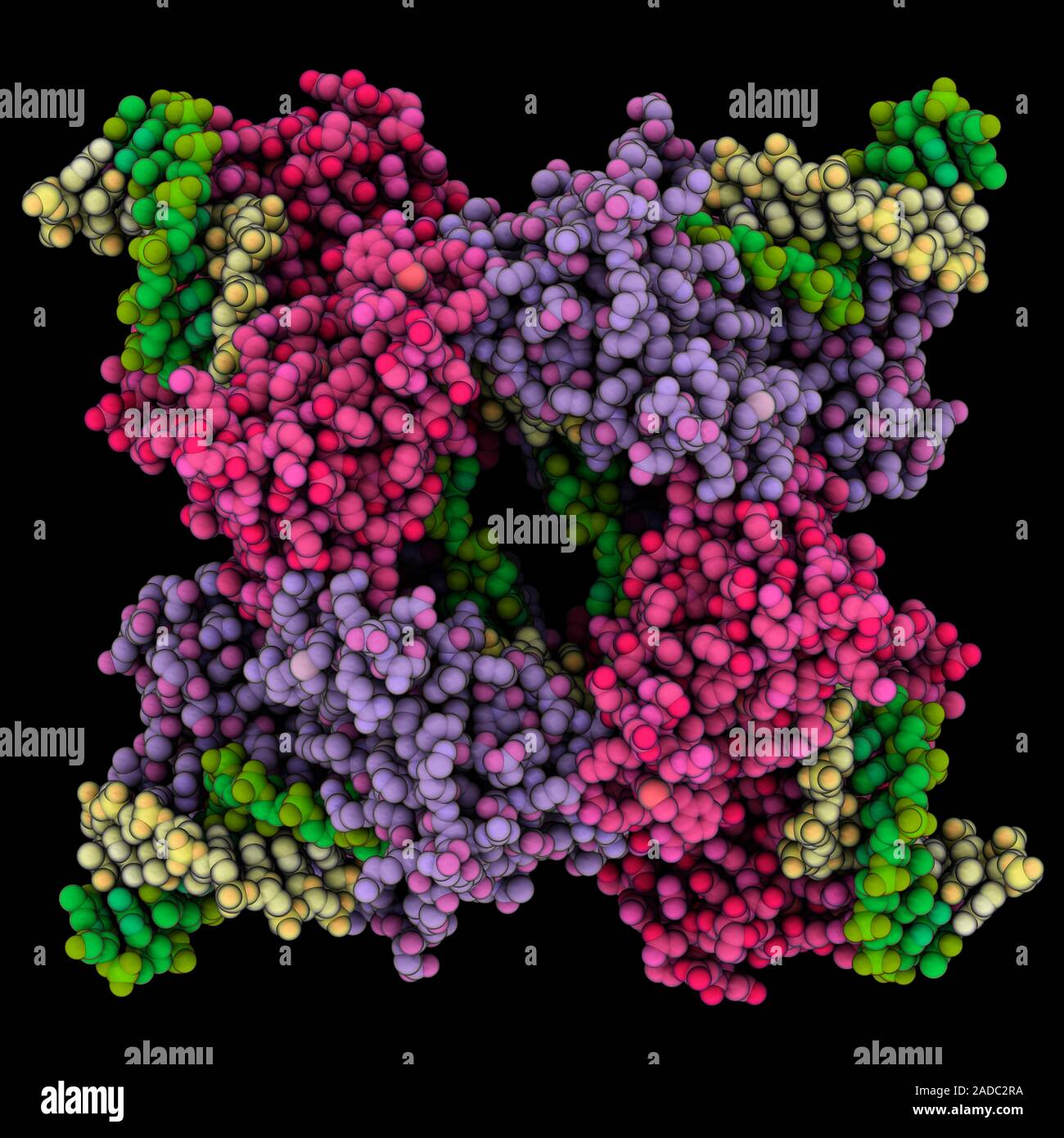 Cre recombinase complexed with DNA (deoxyribonucleic acid) Holliday ...