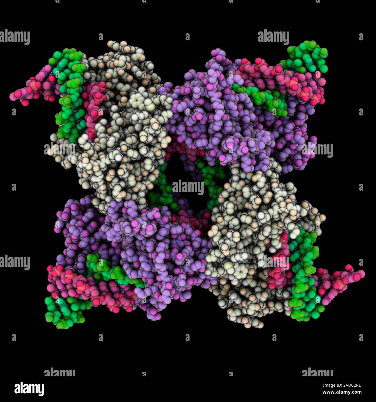 Cre recombinase complexed with DNA (deoxyribonucleic acid) Holliday ...