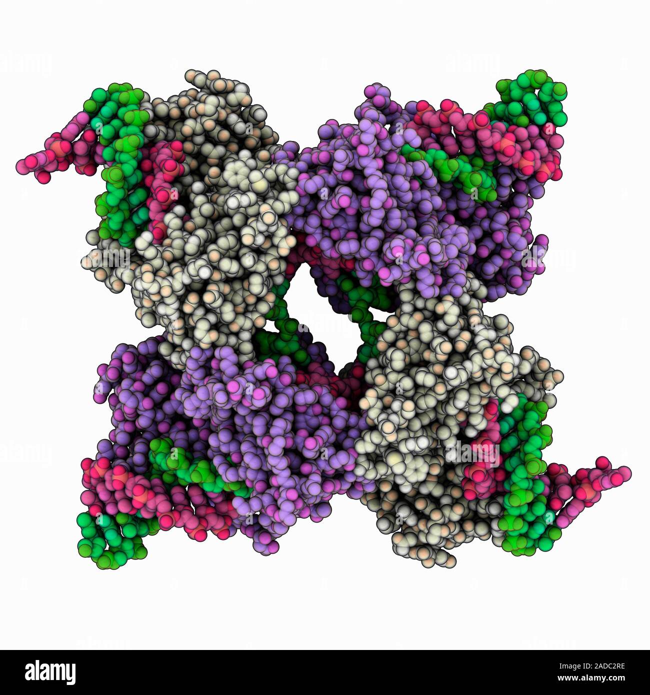 Cre Recombinase Complexed With Dna Deoxyribonucleic Acid Holliday