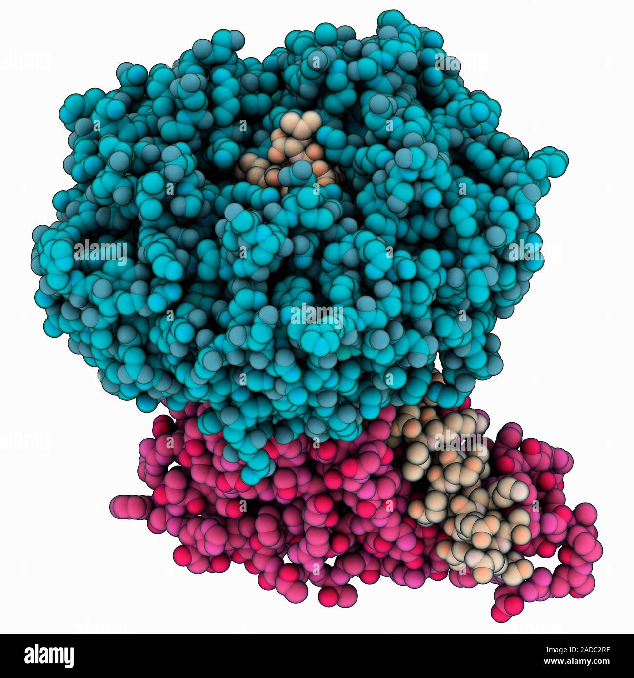 Cholera toxin molecule. Computer model showing the structure of cholera ...