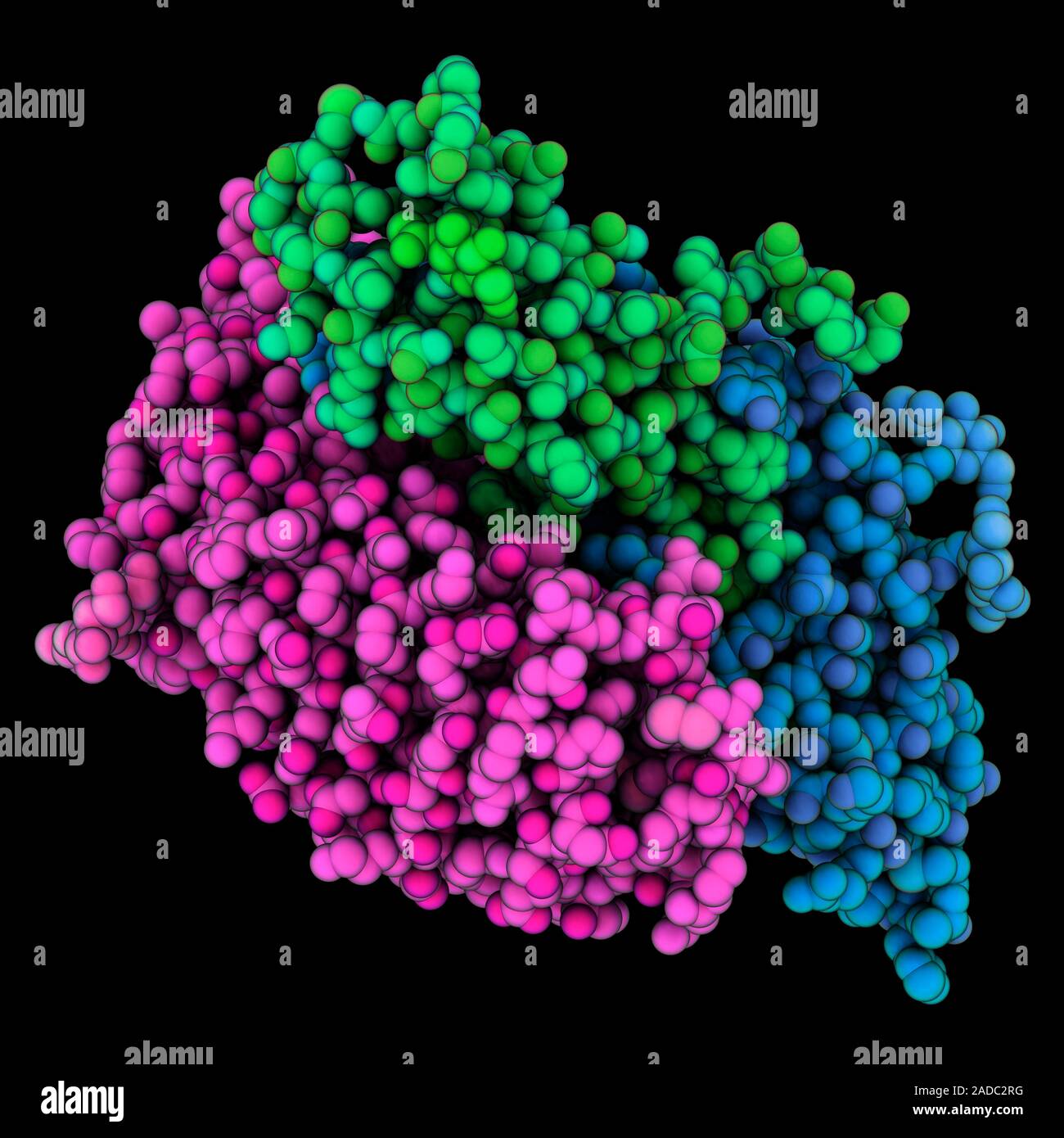 Human follicle stimulating hormone (FSH) complexed with its receptor ...
