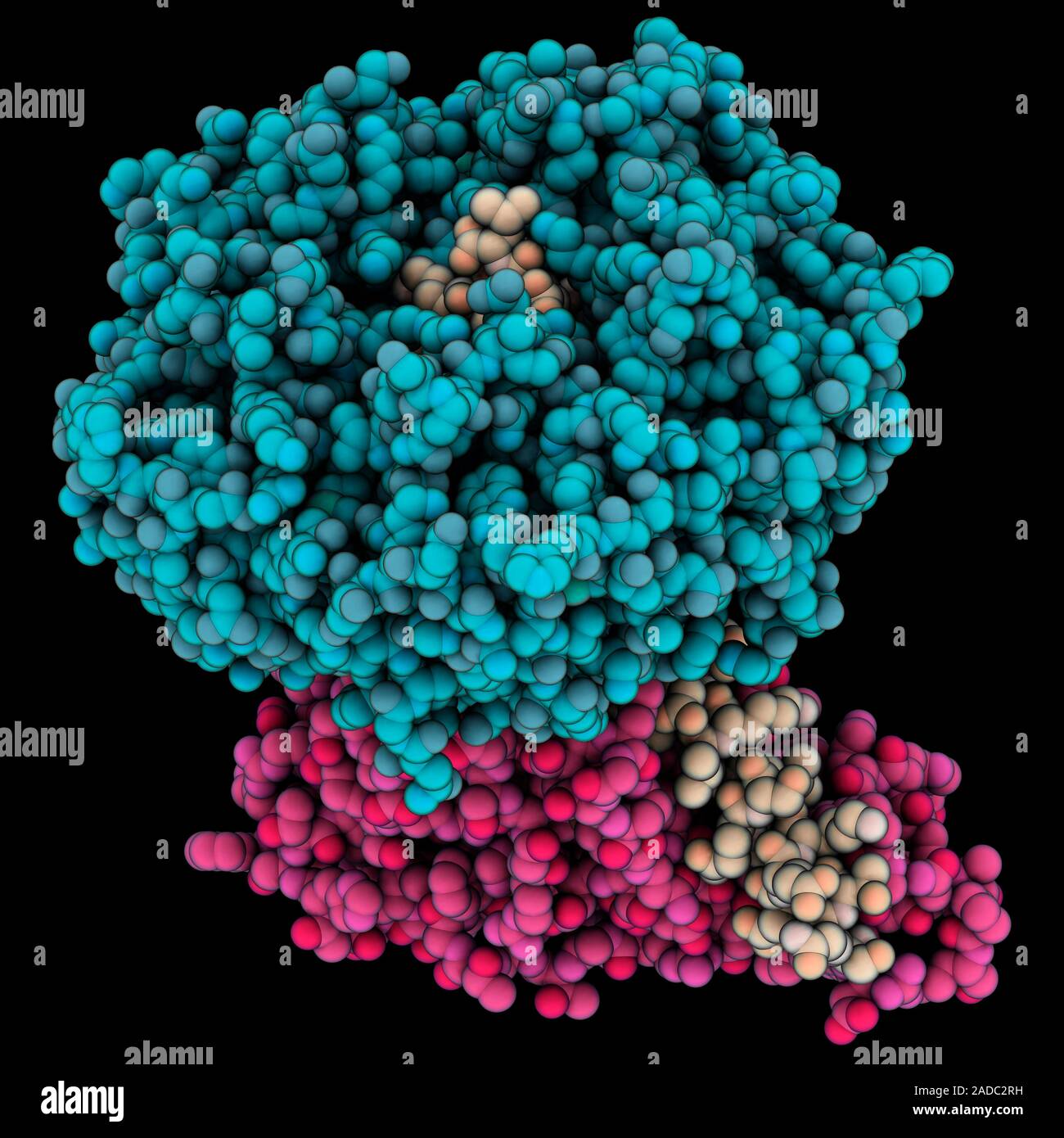 Cholera toxin molecule. Computer model showing the structure of cholera ...