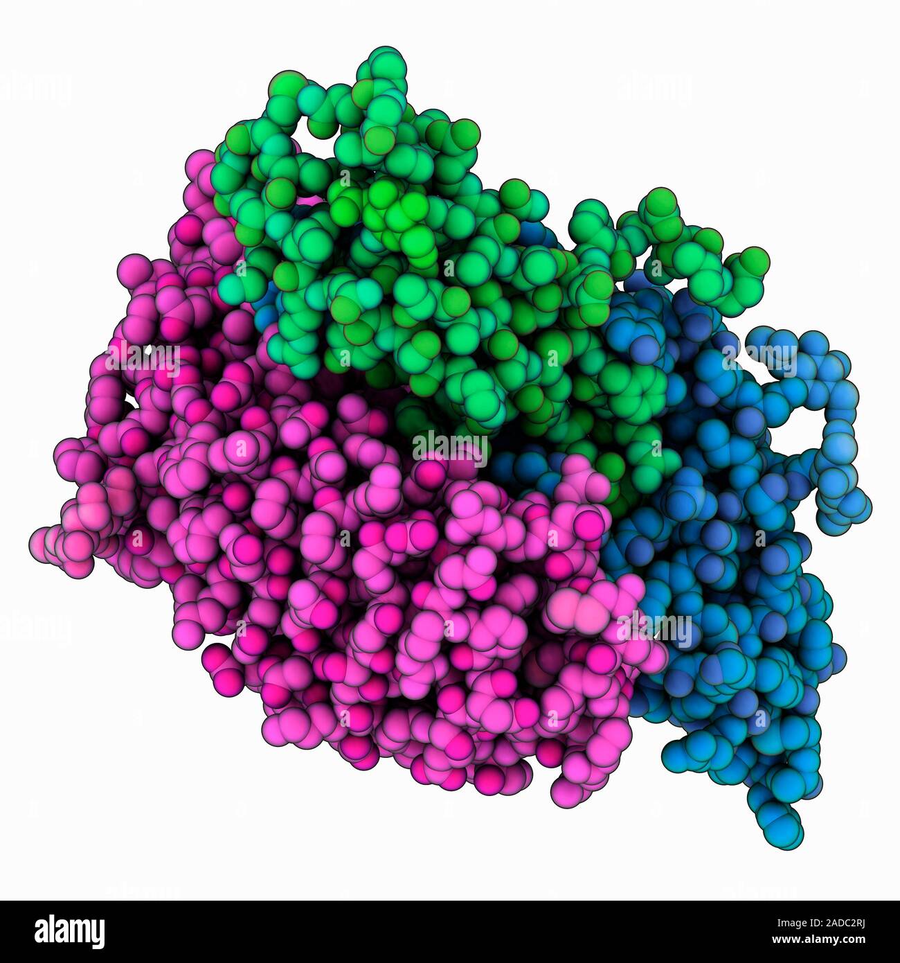 Human follicle stimulating hormone (FSH) complexed with its receptor ...