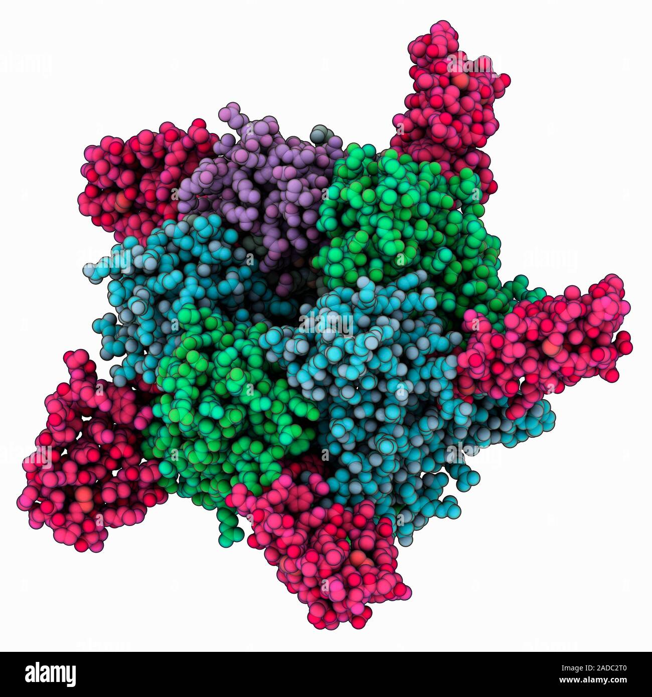 Cobratoxin complexed with acetylcholine-binding protein AchBP. Computer ...